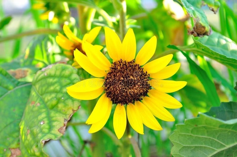 Sunflower stock image. Image of applications, food, domesticated - 40641219