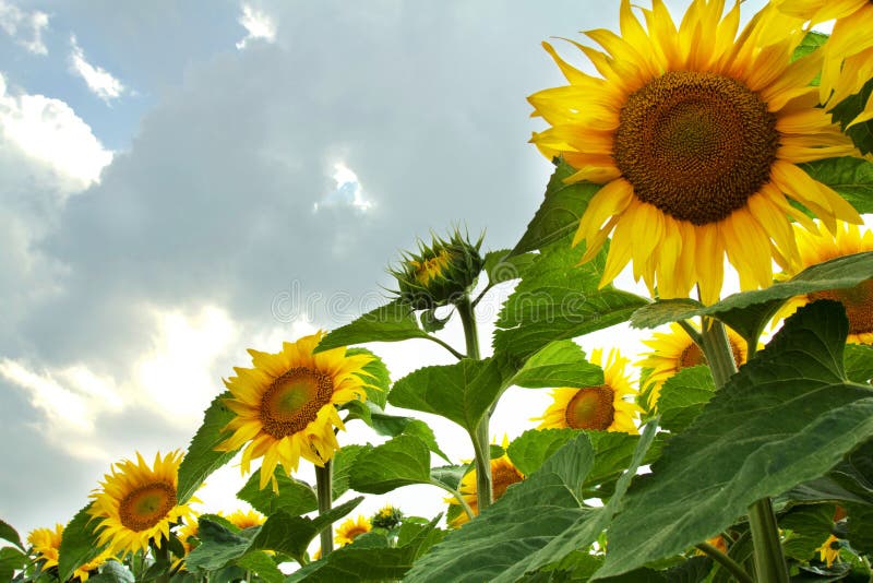 Sunflower stock image. Image of marsh, daybreak, bush - 32283081