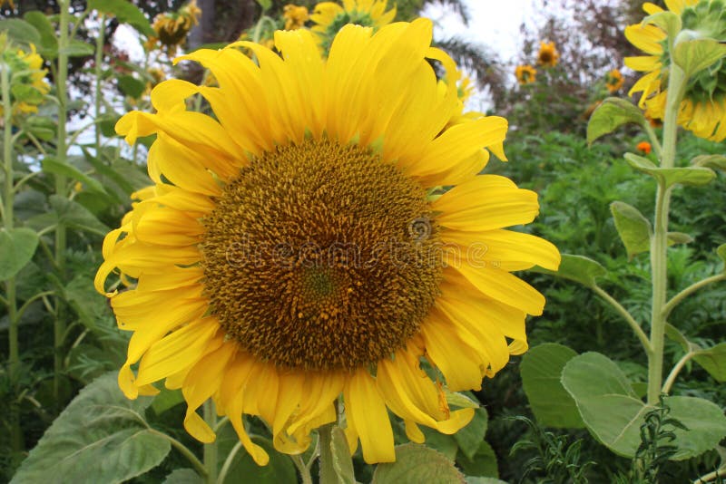 Sunflower stock photo. Image of blossom, sunflower, flora - 90796976