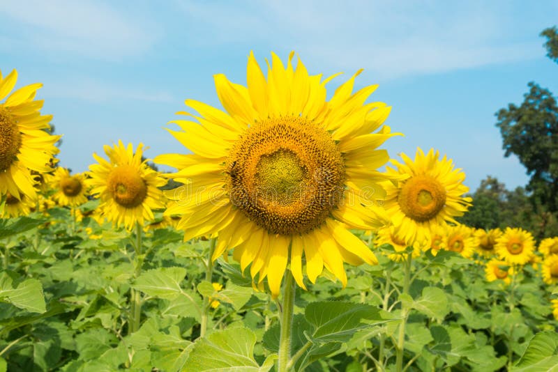 Sunflower and Beautiful in the Morning. Stock Image - Image of outdoors ...