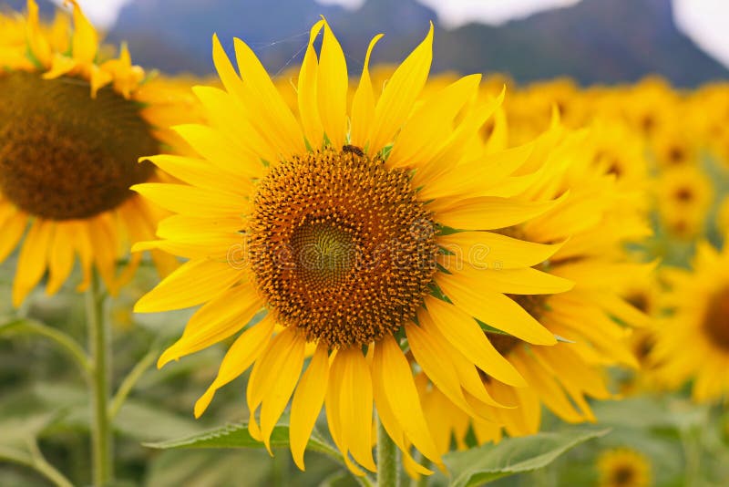 Sunflower stock image. Image of flora, blossom, nature - 68291169