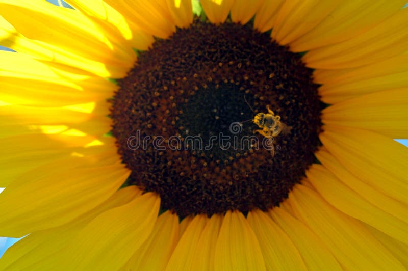 Honey bees sun flower stock image. Image of round, honey - 79893979
