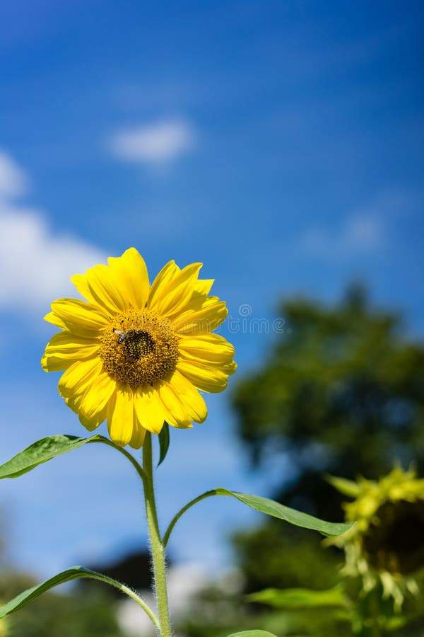 Sunflower with Bee with Blue Sky Background Stock Photo - Image of ...