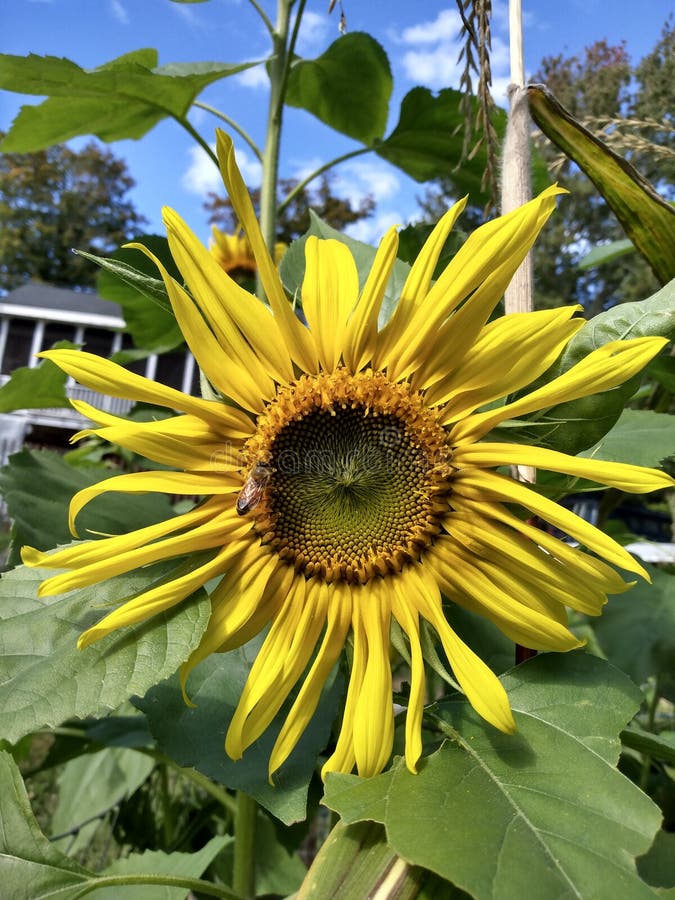 Sunflower and Bee in the Corn Stock Photo - Image of nature, yellow ...