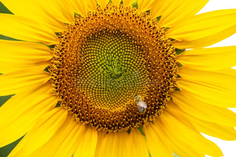 Sunflower with Bee Macro Photo Stock Image - Image of leaf, zoom: 132367141