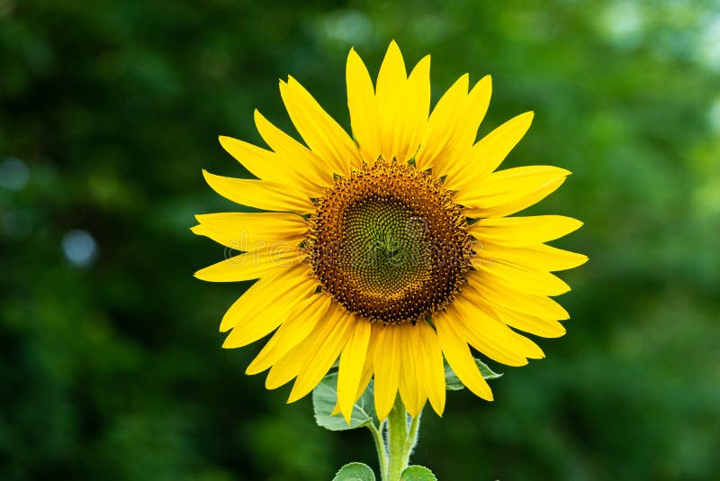 326 Sunflower Zoom Photos - Free & Royalty-Free Stock Photos from ...