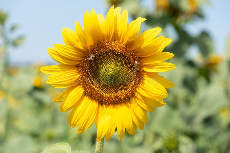 326 Sunflower Zoom Photos - Free & Royalty-Free Stock Photos from ...