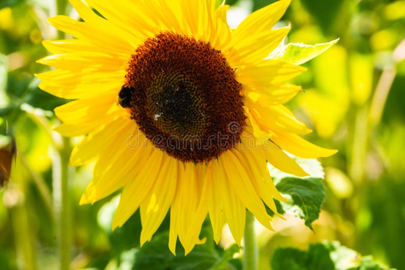 Sunflower Alone, with Blue Sky Stock Photo - Image of landscape, flower ...