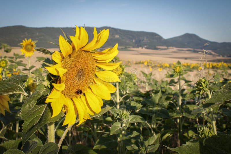 Sunflower Landscape Basque Country Stock Photos - Free & Royalty-Free ...