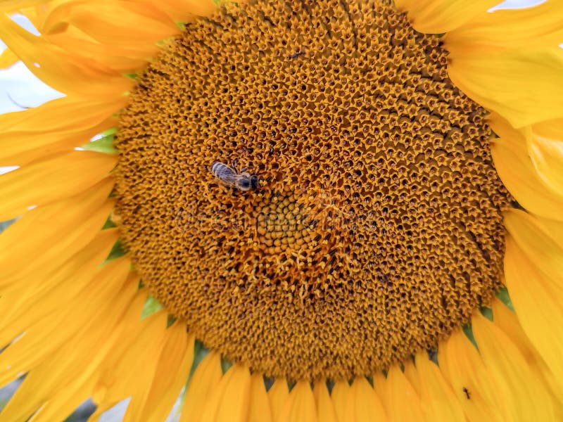Sunflower and a Bee on it - in Romania Stock Image - Image of wild ...