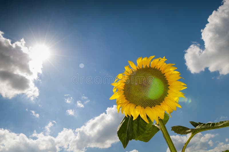 Sunflower with bee stock photo. Image of flora, scene - 111435106