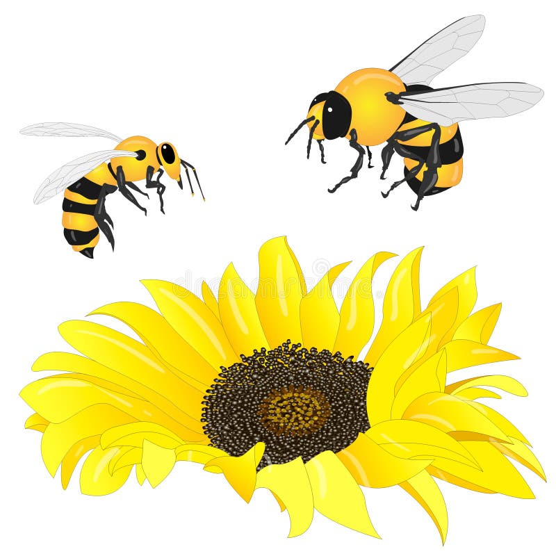 Sunflower Bee Stock Illustrations 829 Sunflower Bee Stock