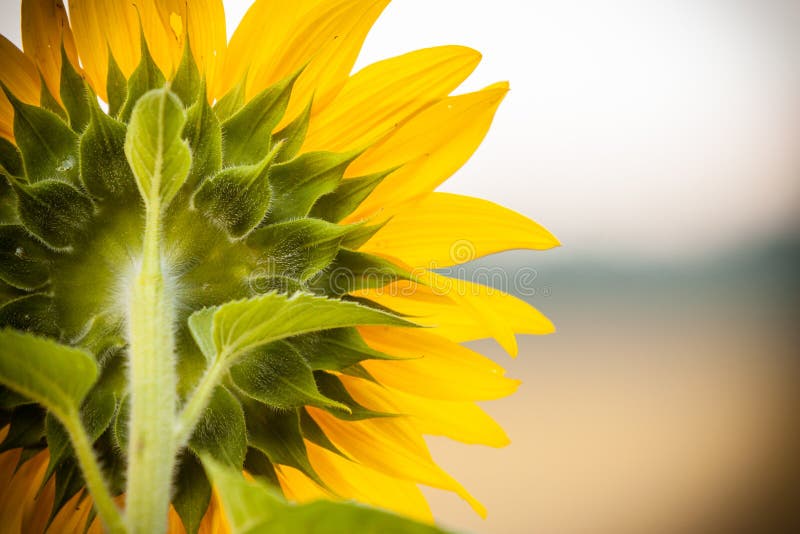 Behind a sunflower stock image. Image of head, round, spring - 73397