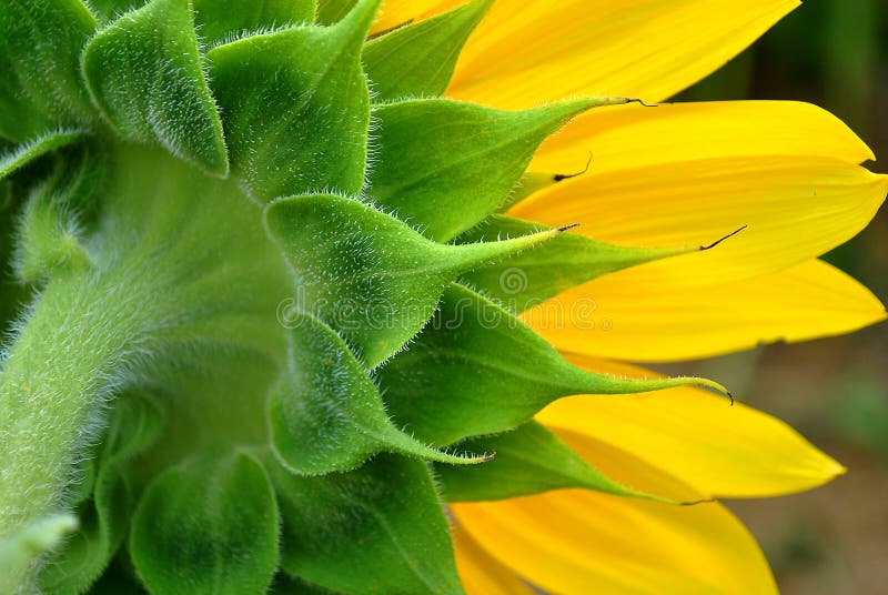 Sunflower from behind stock image. Image of crop, farm - 78173889