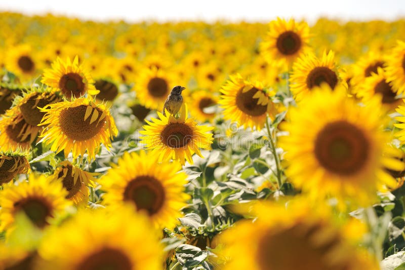Sunflower and bird stock image. Image of blooming, agriculture - 13609367