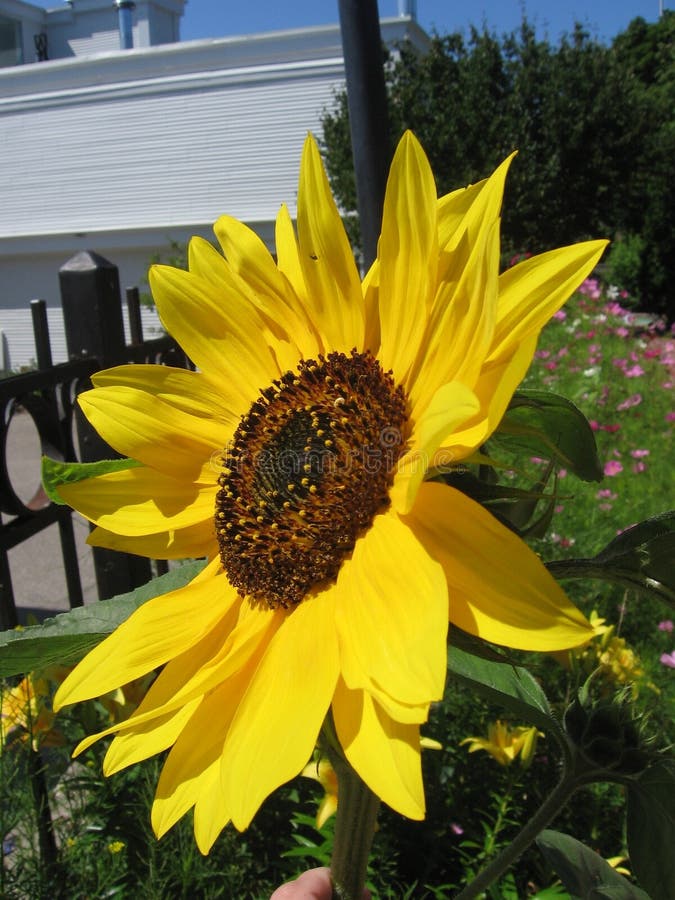 Sunflower in Bloom stock photo. Image of plant, flower - 10447188