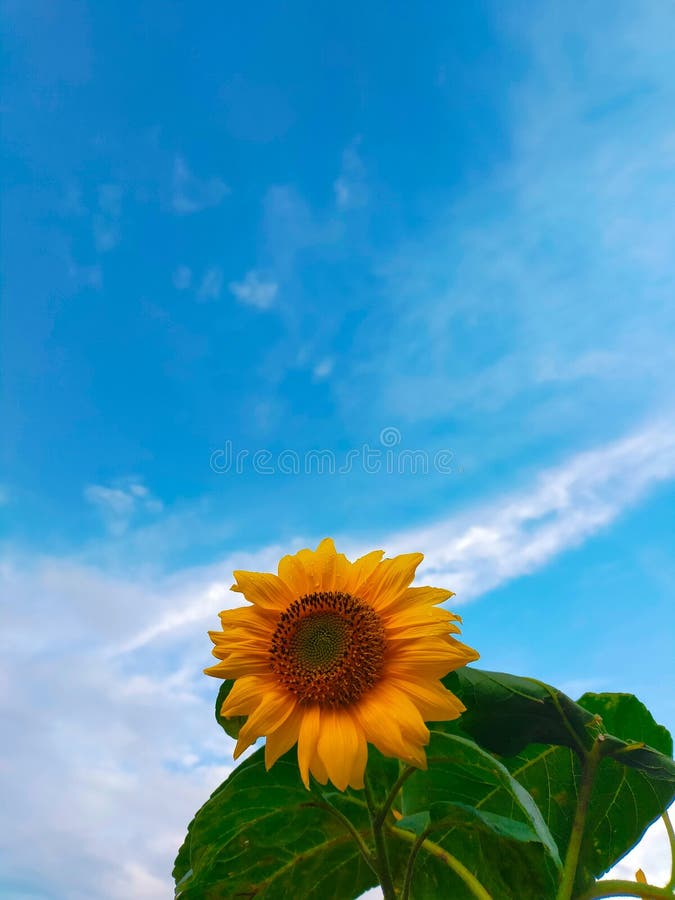 Sunflower bloom in the sky stock image. Image of sunshine - 269938891