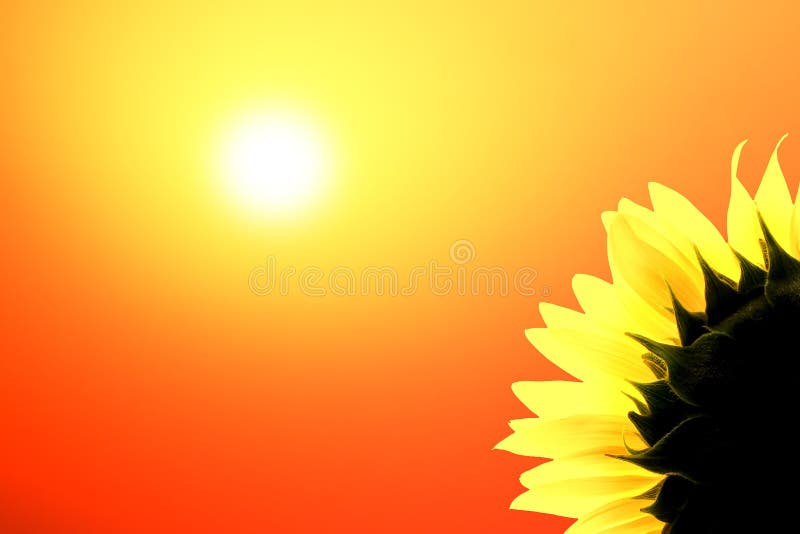 Sunflower in Bloom at Sunset Stock Image - Image of copy, details: 18772515
