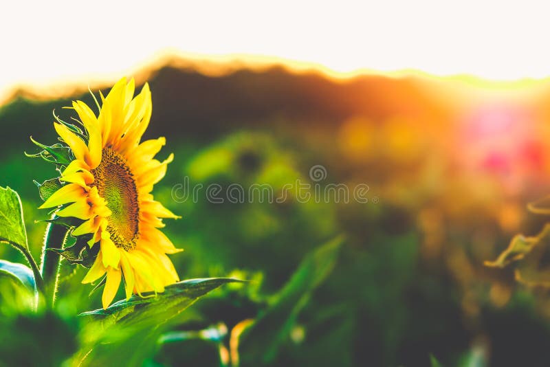 Sunflower in Bloom at Sunset Stock Photo - Image of plant, color: 136687036