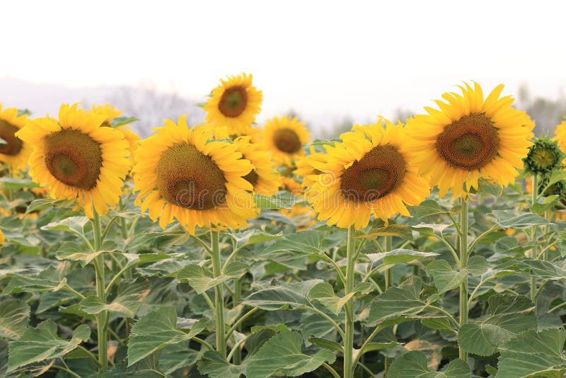 Sunflower blooming stock image. Image of leaf, growth - 42566623