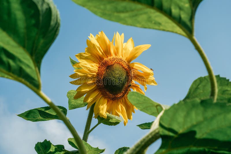 341 Sunflower Bottom Background Stock Photos - Free & Royalty-Free ...