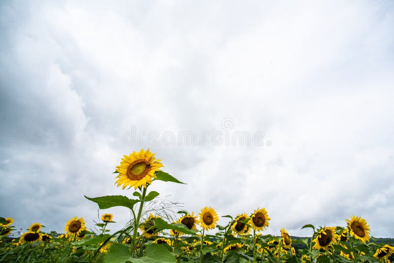 Sunflower Blooming in Front of Sunflower Field Stock Photo - Image of ...