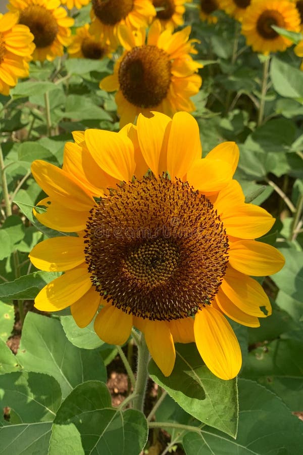 Sunflower Blooming in the Garden at Sunny Day Stock Image - Image of ...