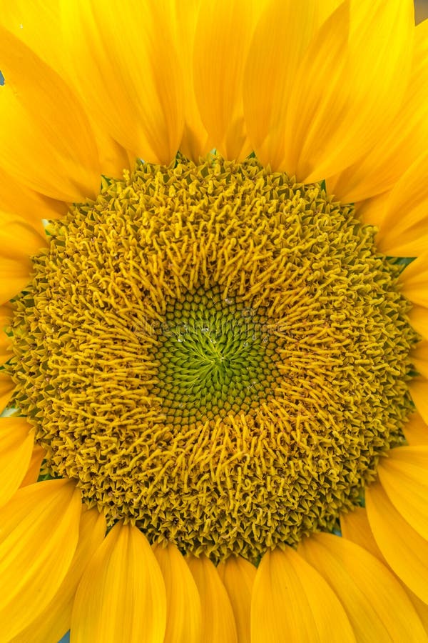 Sunflower Blooming Natural Background. Stock Photo - Image of ...