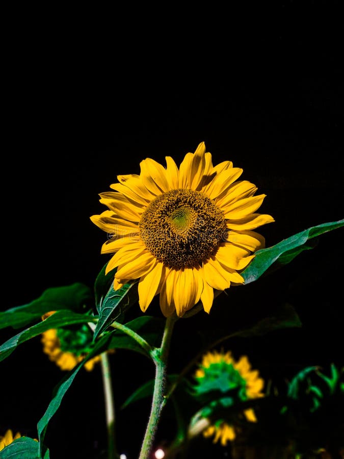 Sunflower Blooming at Night with Close Up Angle Stock Image - Image of ...