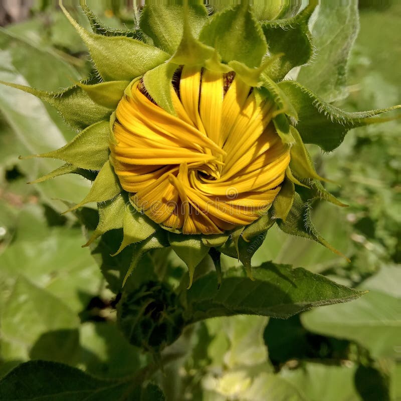 Sunflower Blooming in Process, the Young Sepals and Petals in Focus ...