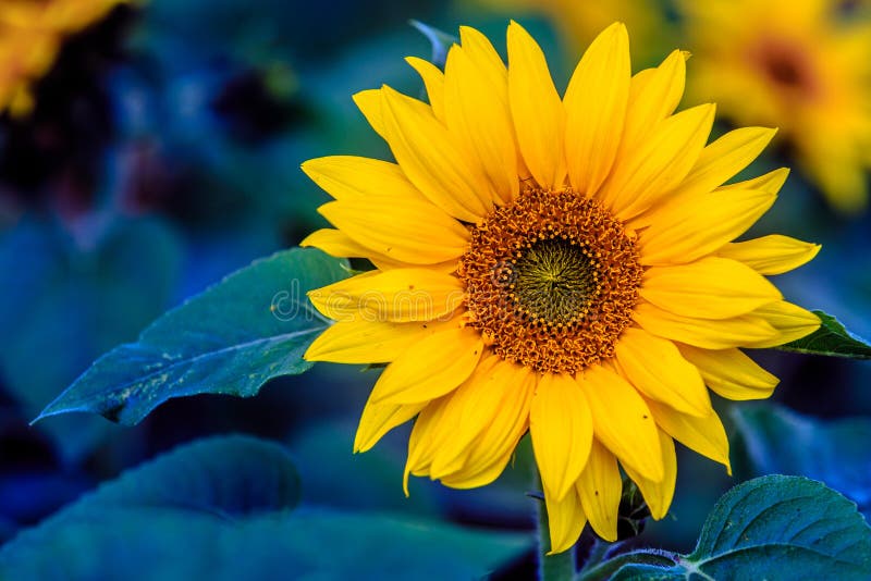 Subflower Sky Stock Photos - Free & Royalty-Free Stock Photos from ...