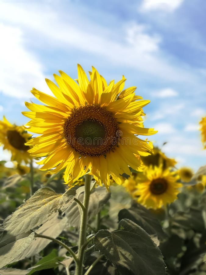 Sunflower Blooming Under the Sunlight Stock Image - Image of floral ...