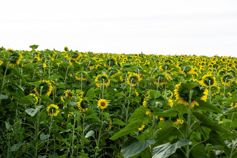 Sunflower Blooms in the Fields of Ukraine Stock Image - Image of ...