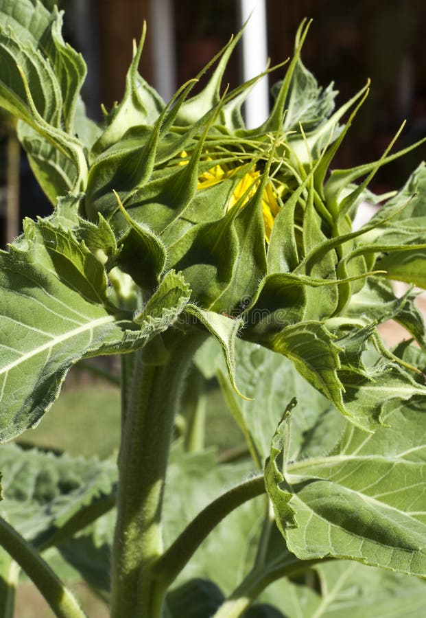 Sunflower Blossom in Early Stages Stock Image - Image of seed, petal ...