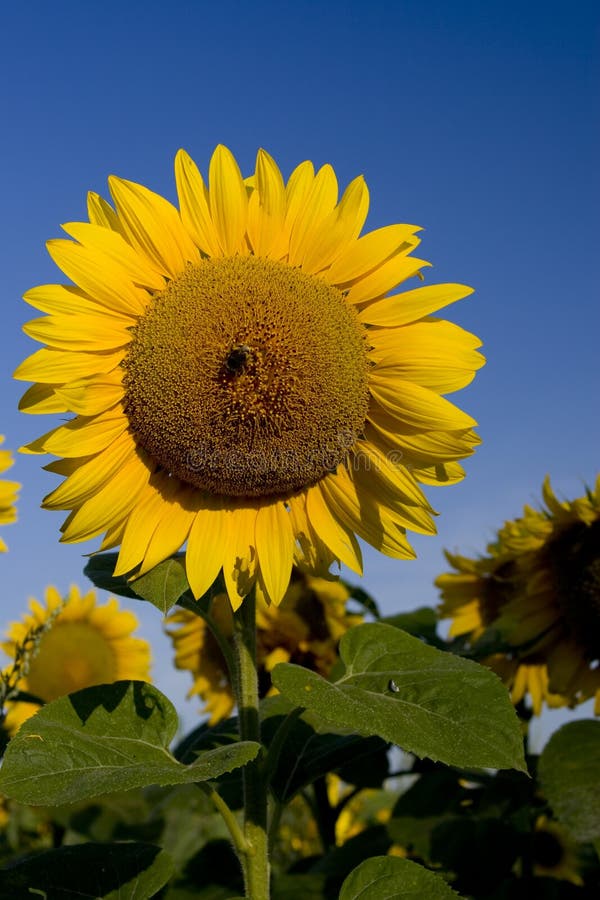 Sunflower on blue stock image. Image of colour, illuminated - 1057103