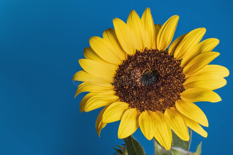 Sunflower stock image. Image of nature, scenic, yellow - 239240261
