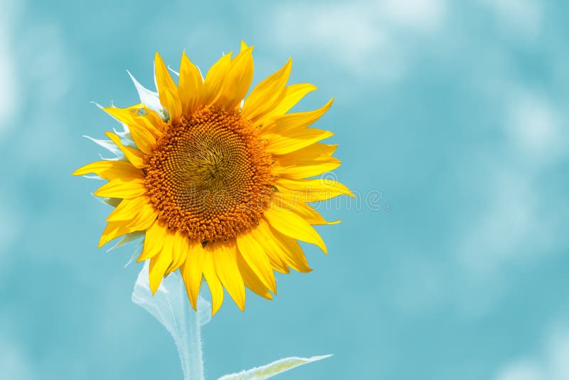 Sunflower on Blue Background Stock Image - Image of glare, pretty: 42524735