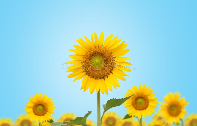 Sunflower on Blue Background Stock Image - Image of circle, beauty ...