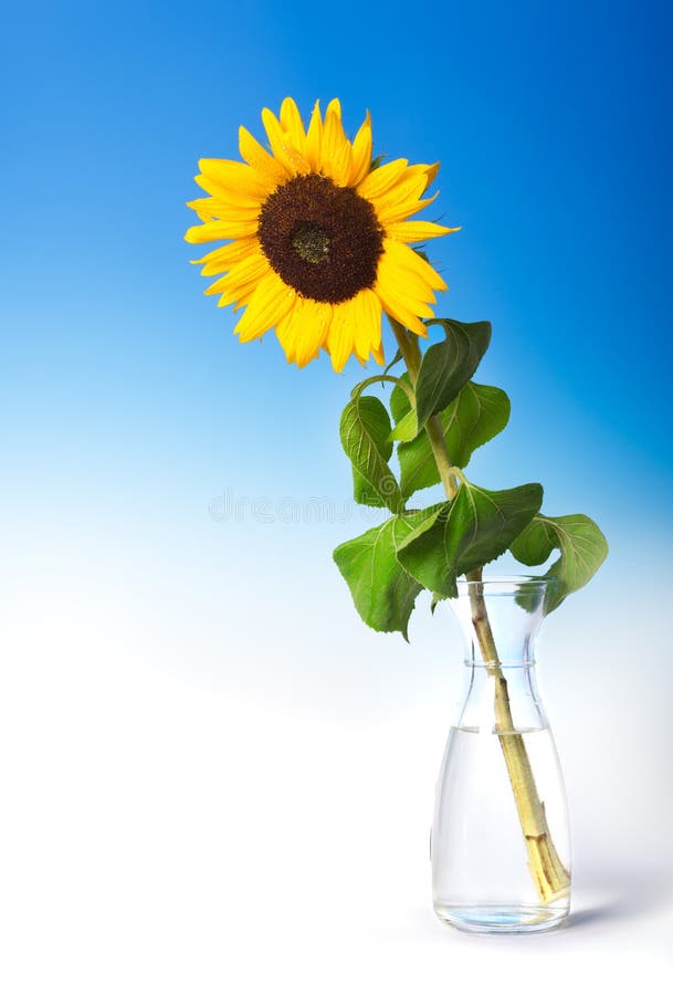 305 Sunflower Gradient Stock Photos - Free & Royalty-Free Stock Photos ...