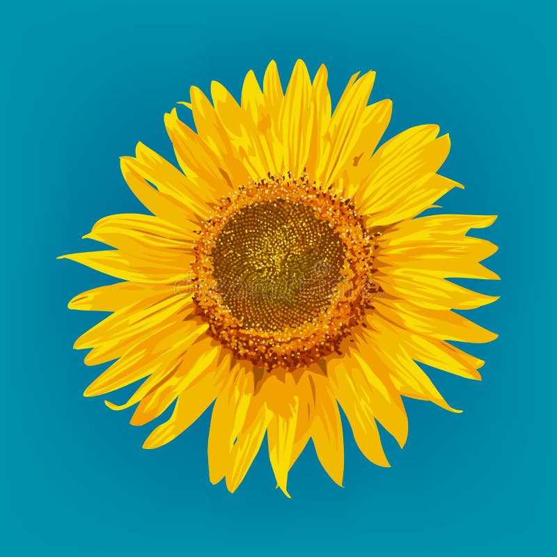 Sunflower on Blue Background Stock Vector - Illustration of organic ...
