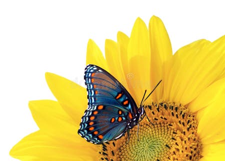 Sunflower and Blue Butterfly Stock Image - Image of beauty, petals: 9003025