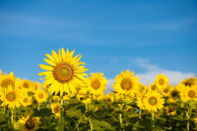 Sunflower with Blue Sky in Garden Stock Image - Image of nature, flower ...