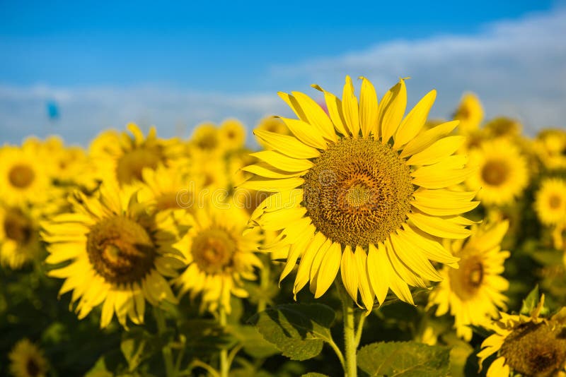 Sunflower with Blue Sky Sunflower with Blue Sky Stock Image - Image of ...