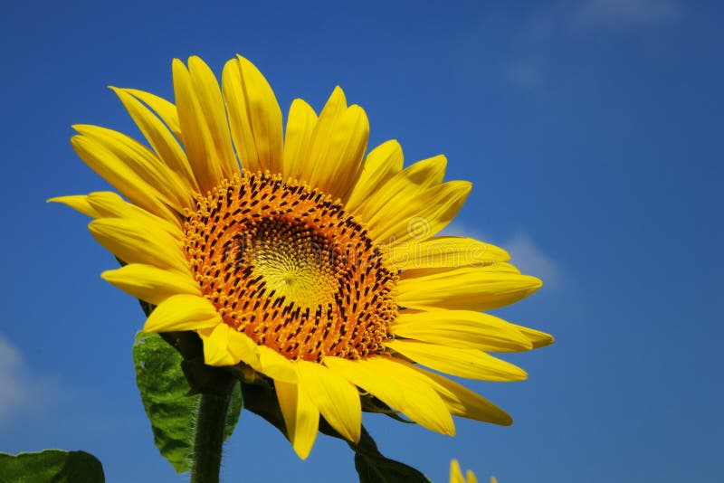 Sunflower stock image. Image of vibrantcolor, blue, beauty - 37490817