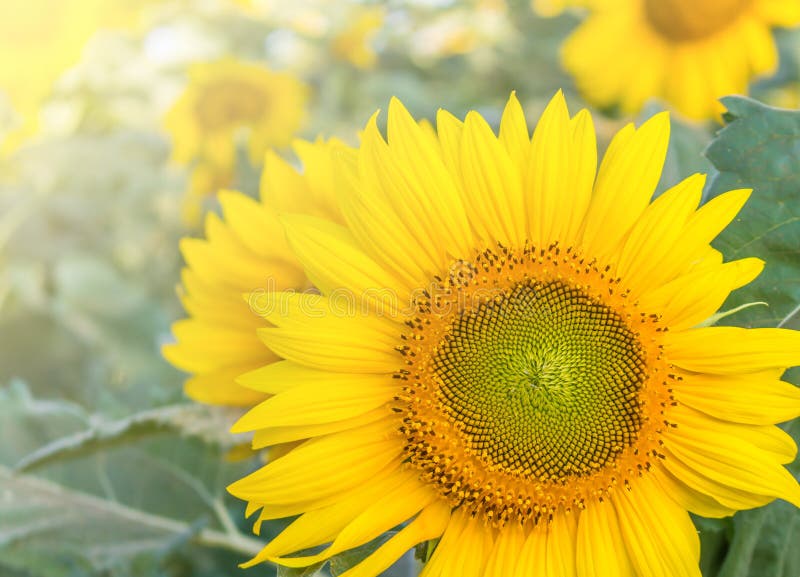 The Sunflower with Blue Sky Background Stock Image - Image of field ...