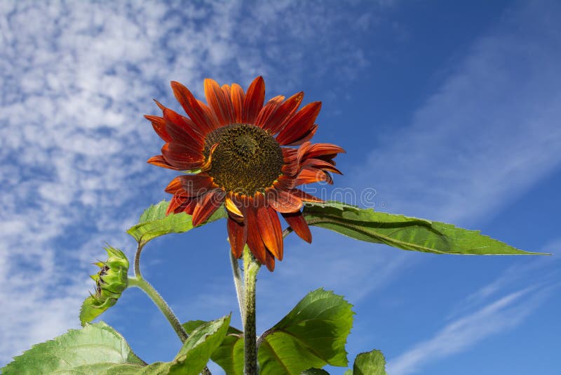 Sunflower with blue sky stock photo. Image of diet, macro - 5232602