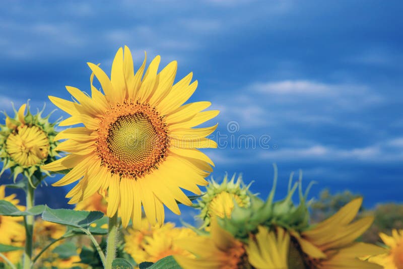 Sunflower with Blue Sky Background Stock Photo - Image of bright ...
