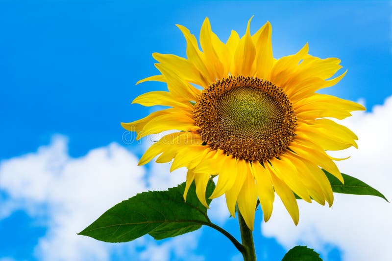 Sunflower with blue sky stock photo. Image of diet, macro - 5232602