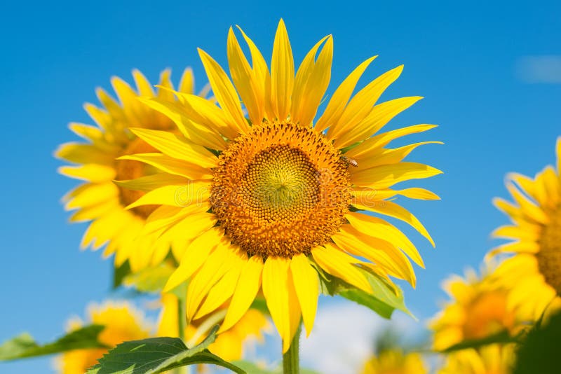 Sunflower in the Blue Sky Closeup Stock Image - Image of economy ...