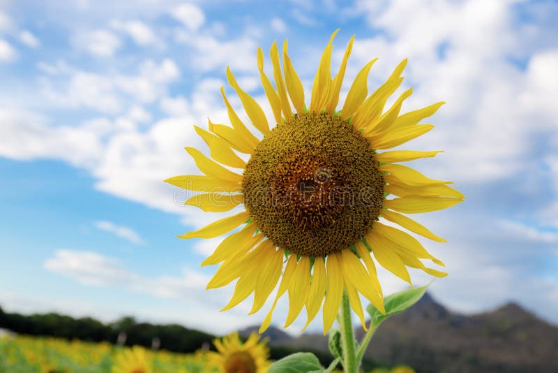 Sunflower with blue sky stock photo. Image of nature - 150088250